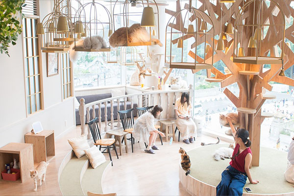 Neko Café, las cafeterías para gatos en Tokio
